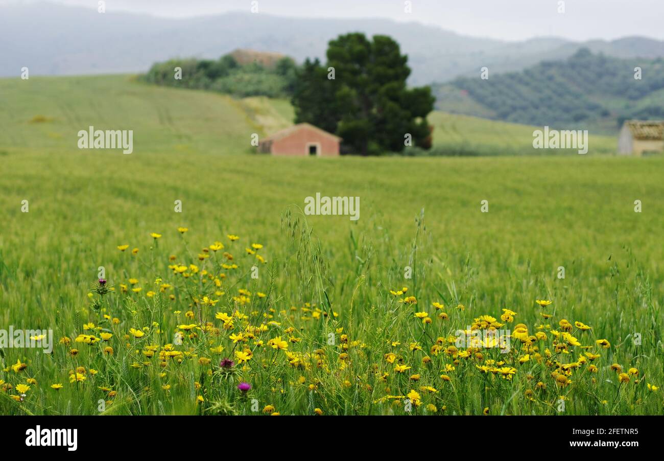 spring countryside landscape of Sicily verdant field of wheat, wild ...