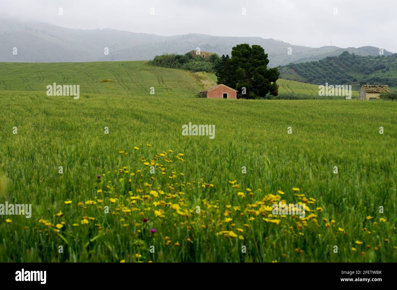 spring countryside landscape of Sicily verdant field of wheat, wild ...