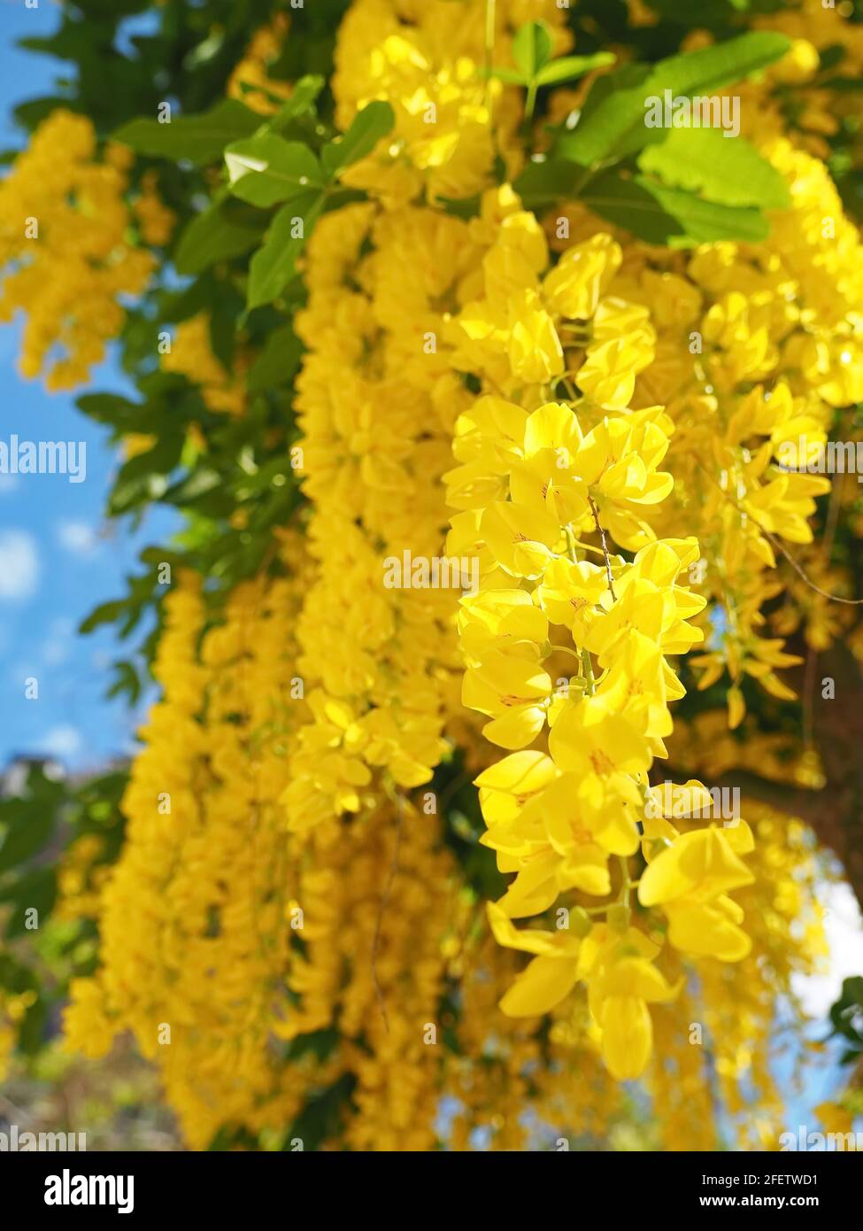 Common laburnum (laburnum anagyroides) or golden chain tree, France ...
