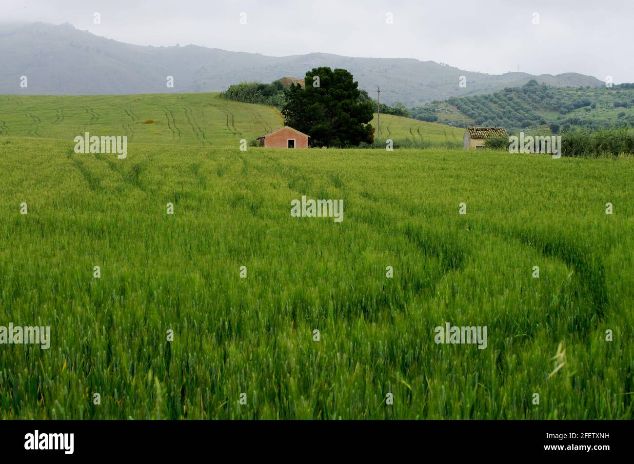 spring countryside landscape of Sicily verdant field of wheat, wild ...