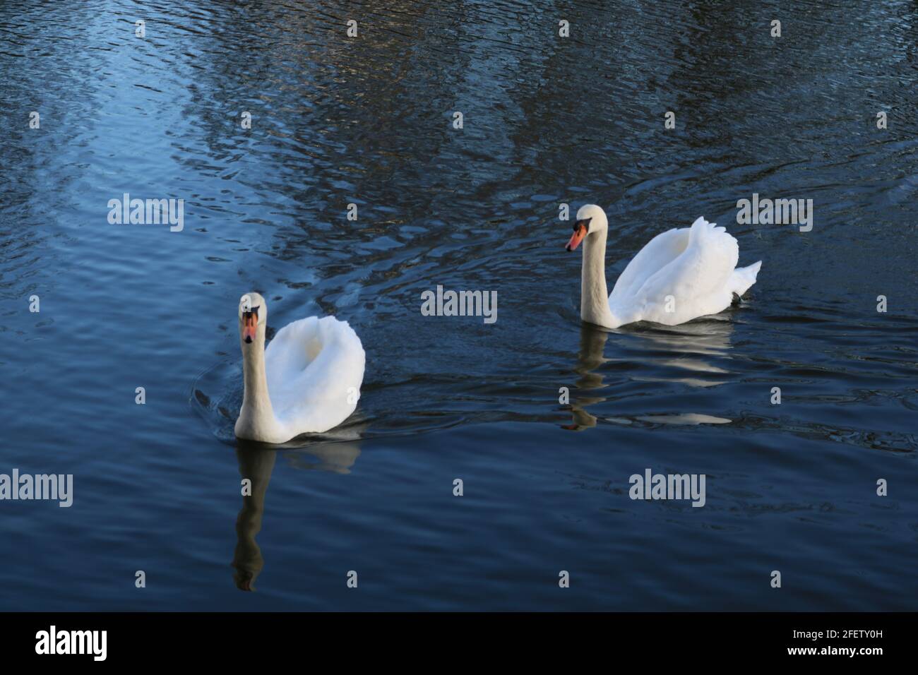 Swans swimming on a canal hi-res stock photography and images - Alamy