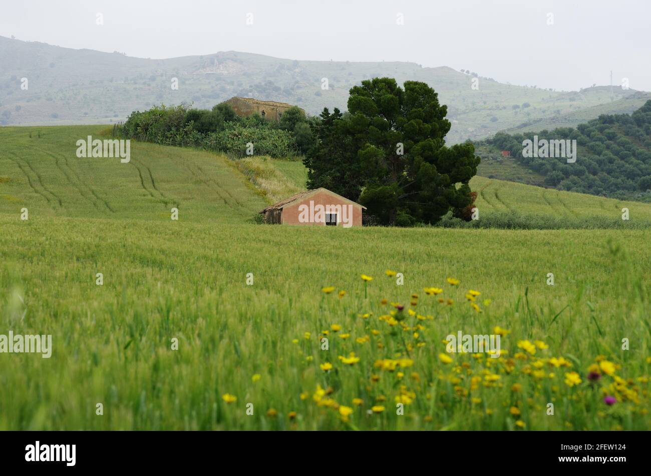 spring countryside landscape of Sicily verdant field of wheat, wild ...