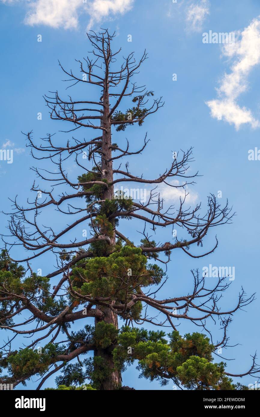 Pine tree with dry and green branches. Lonely dry tree against the blue ...
