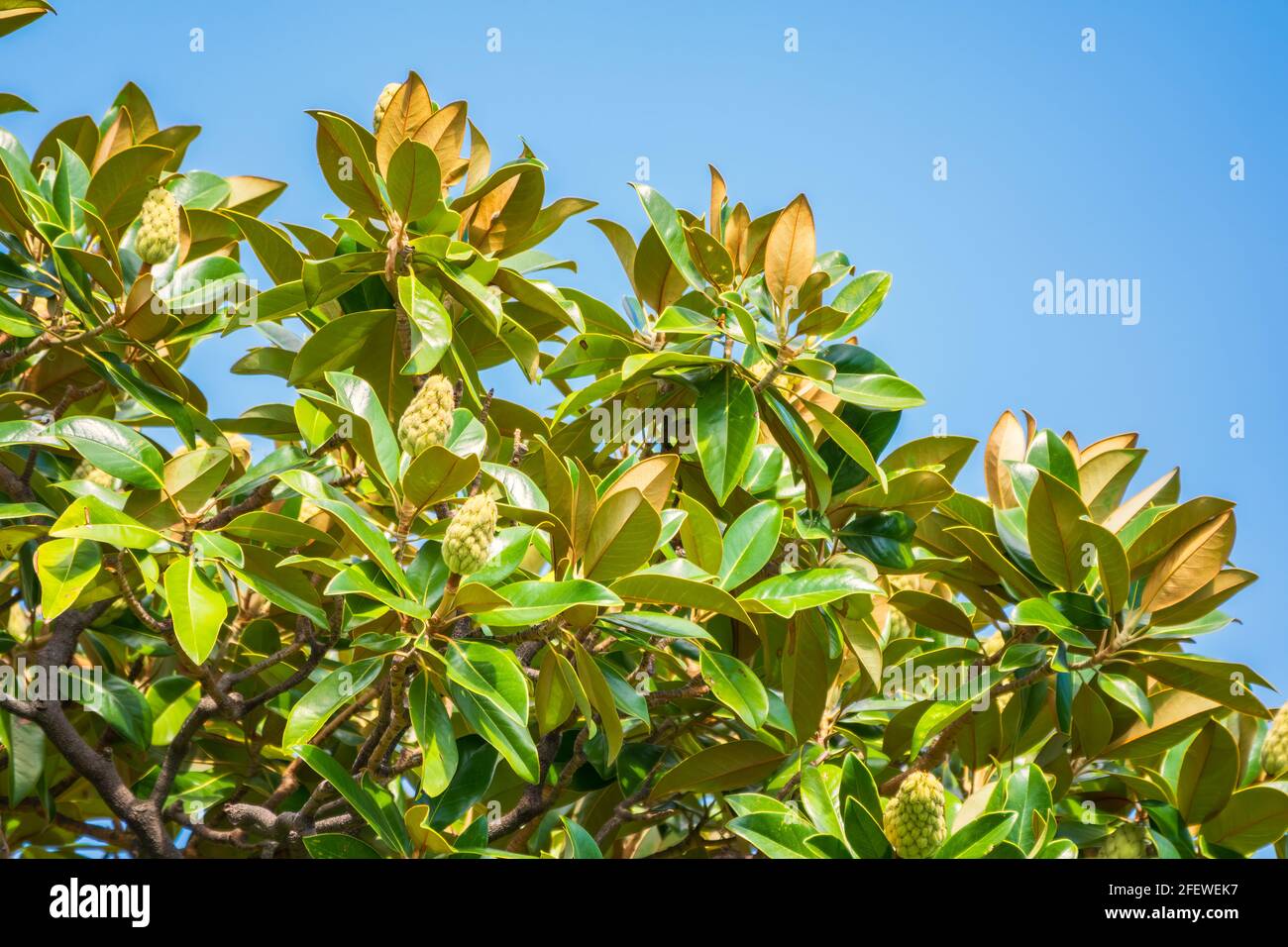 Fresh magnolia leaves on a branch. Magnolia grandiflora, commonly known ...