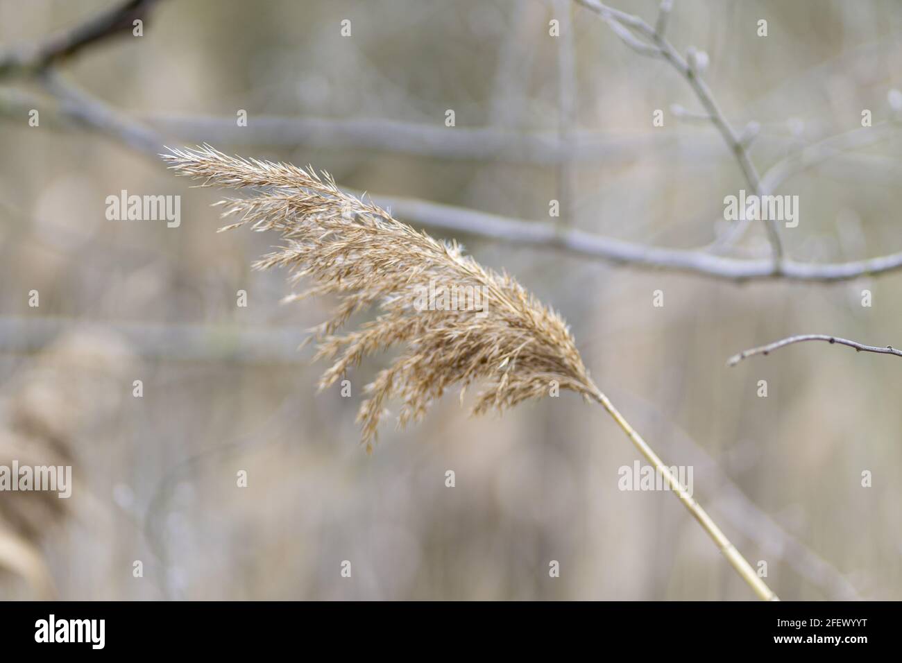 Closeup shot fluffy reed hi-res stock photography and images - Alamy