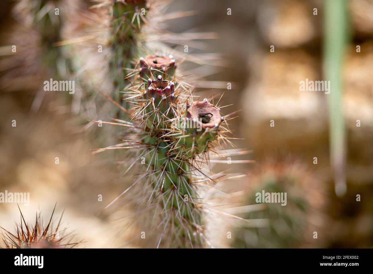 Wound cactus hi-res stock photography and images - Alamy