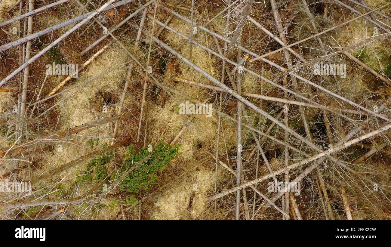 Bark beetle dron aerial video shot pest Ips typographus dead, spruce ...