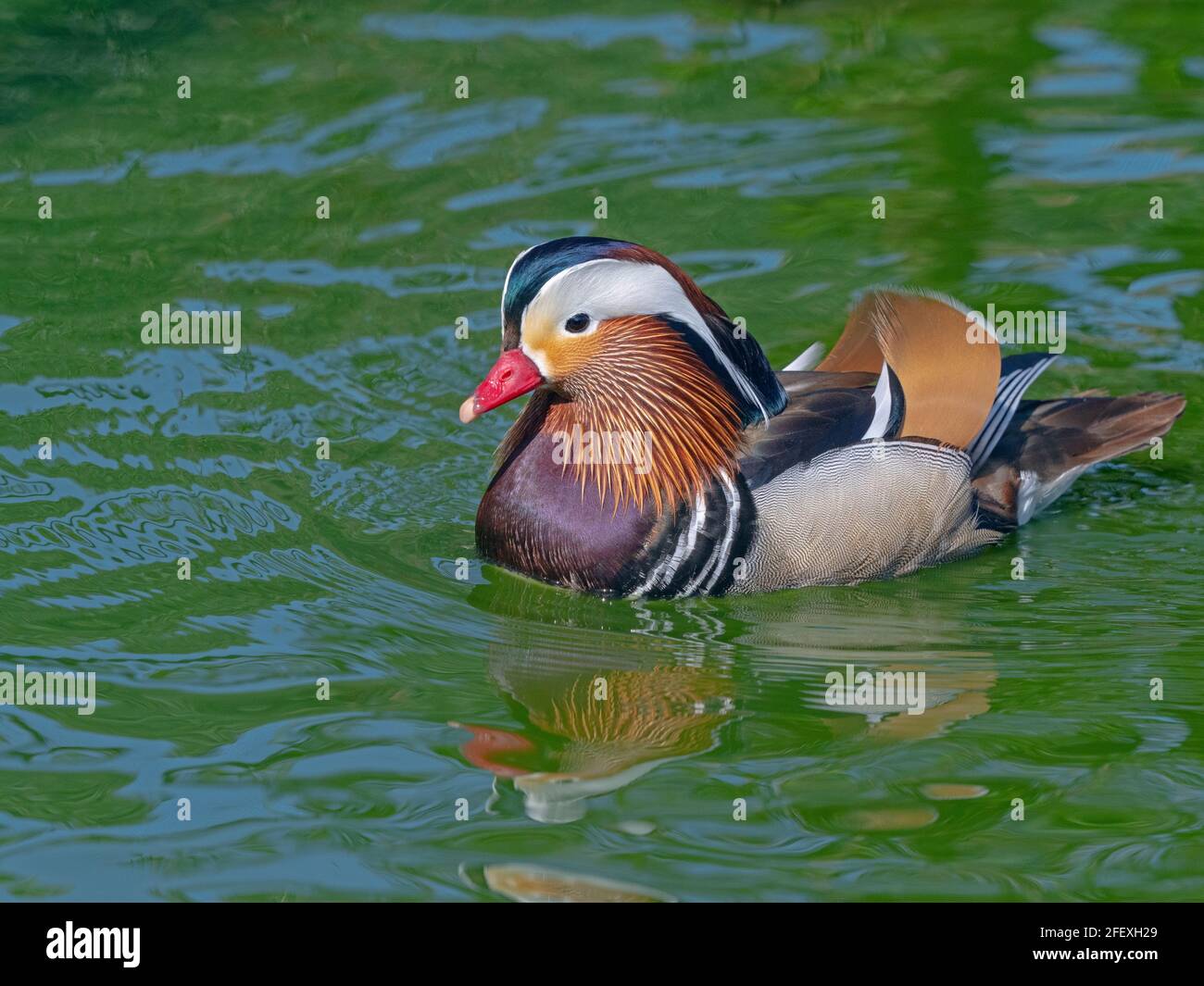 Beautiful male mandarin duck hi-res stock photography and images - Alamy
