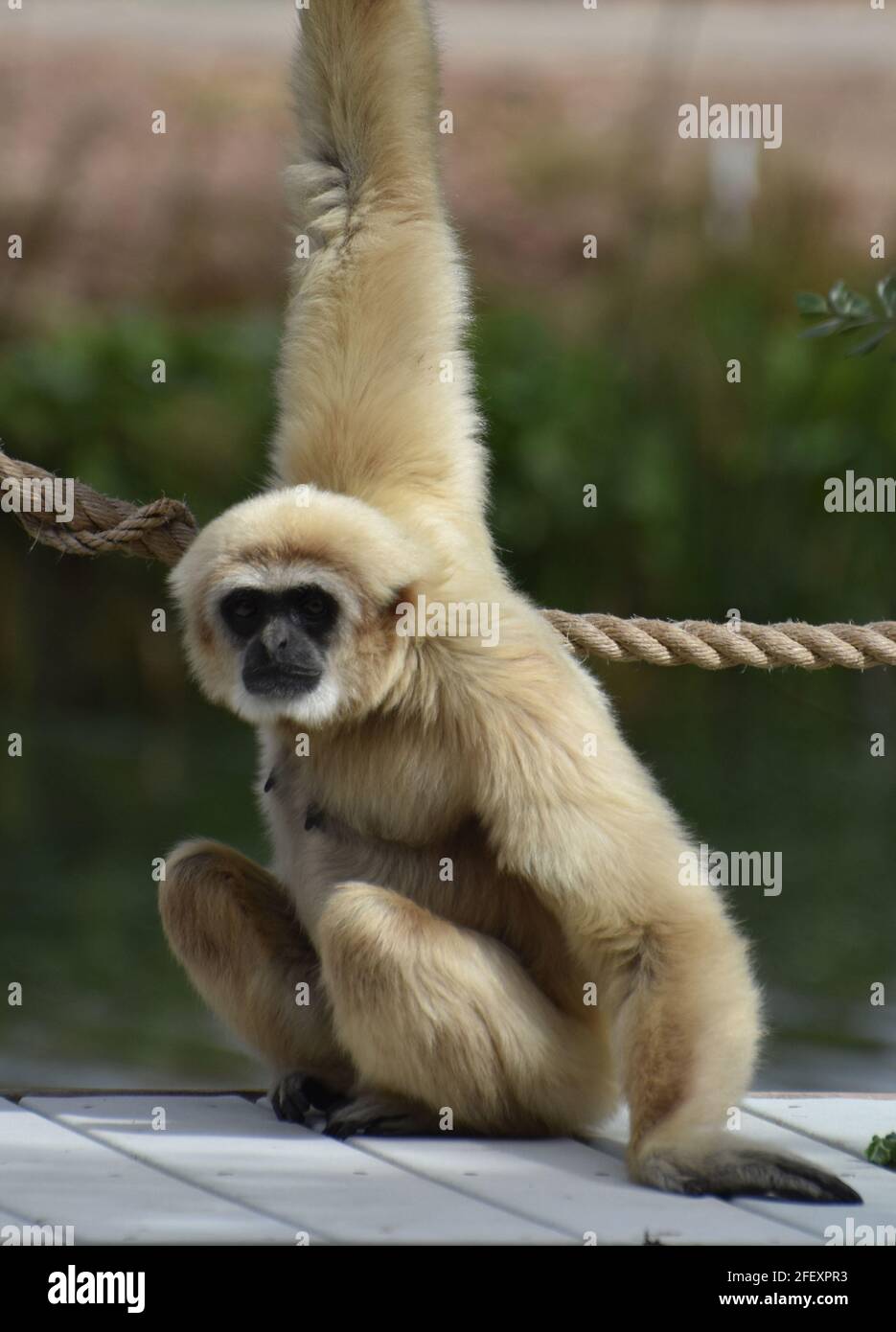 Javan lutung hi-res stock photography and images - Alamy