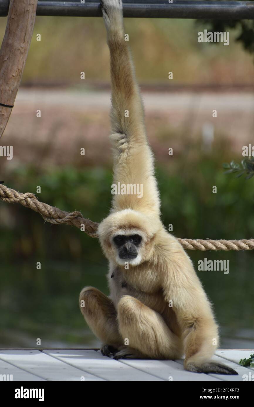 Cute javan langur monkey with blonde fur and a black face Stock Photo ...