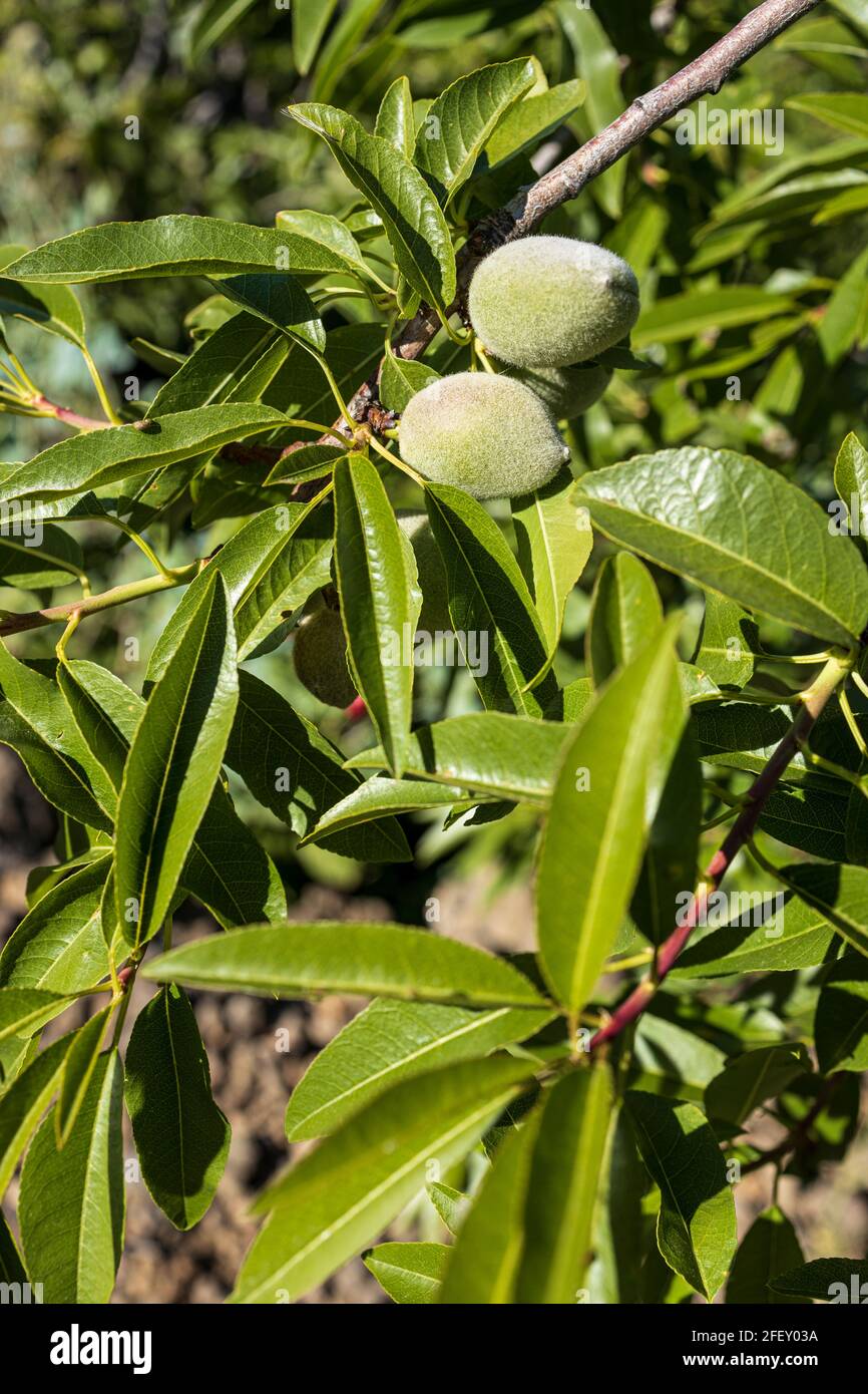 Almond Nut Plant