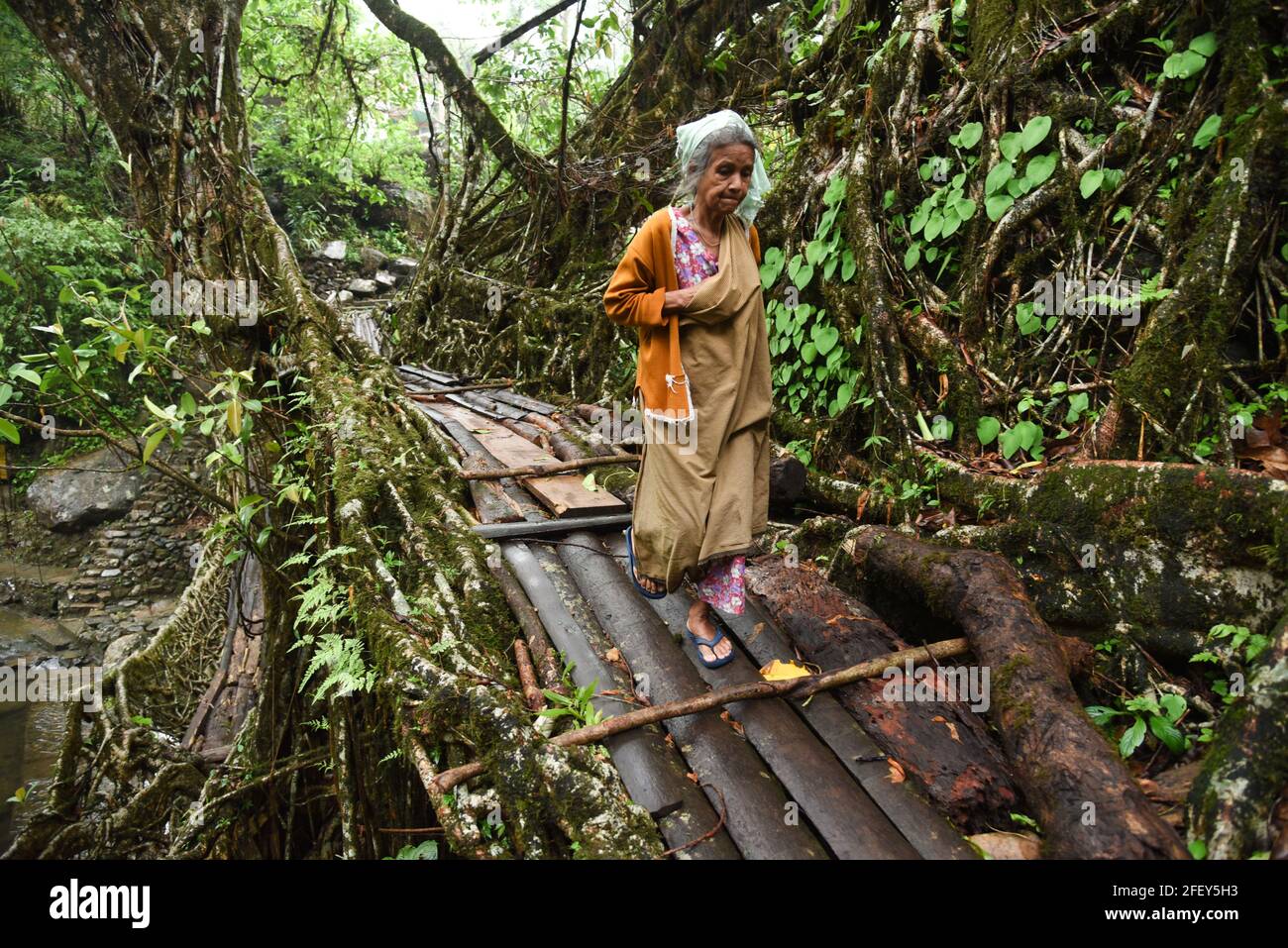 A villager walking on the double decker living root bridge, in Nongriat ...