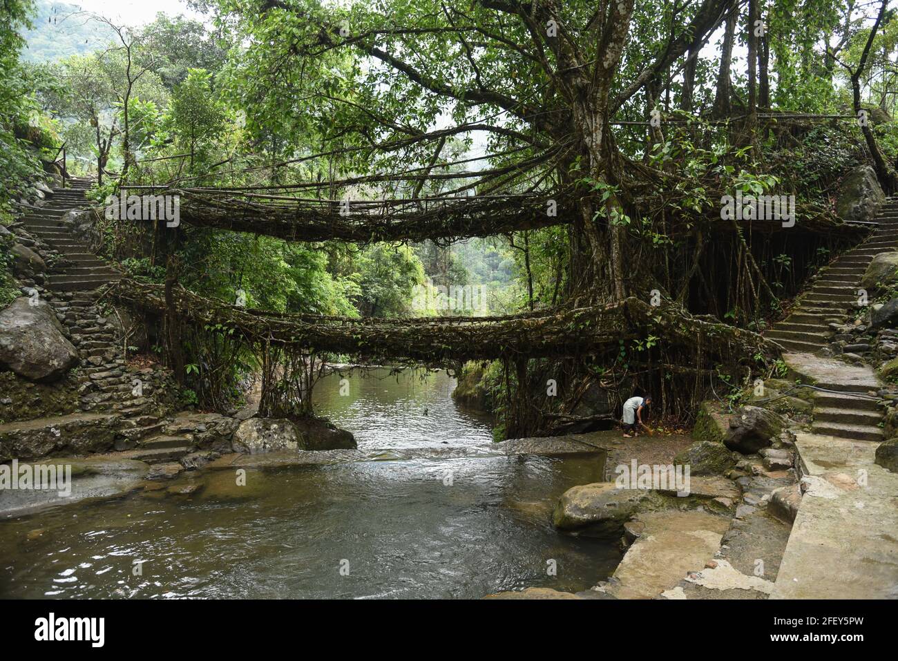 A khasi girl cleaning the double decker living root bridge in Nongriat ...