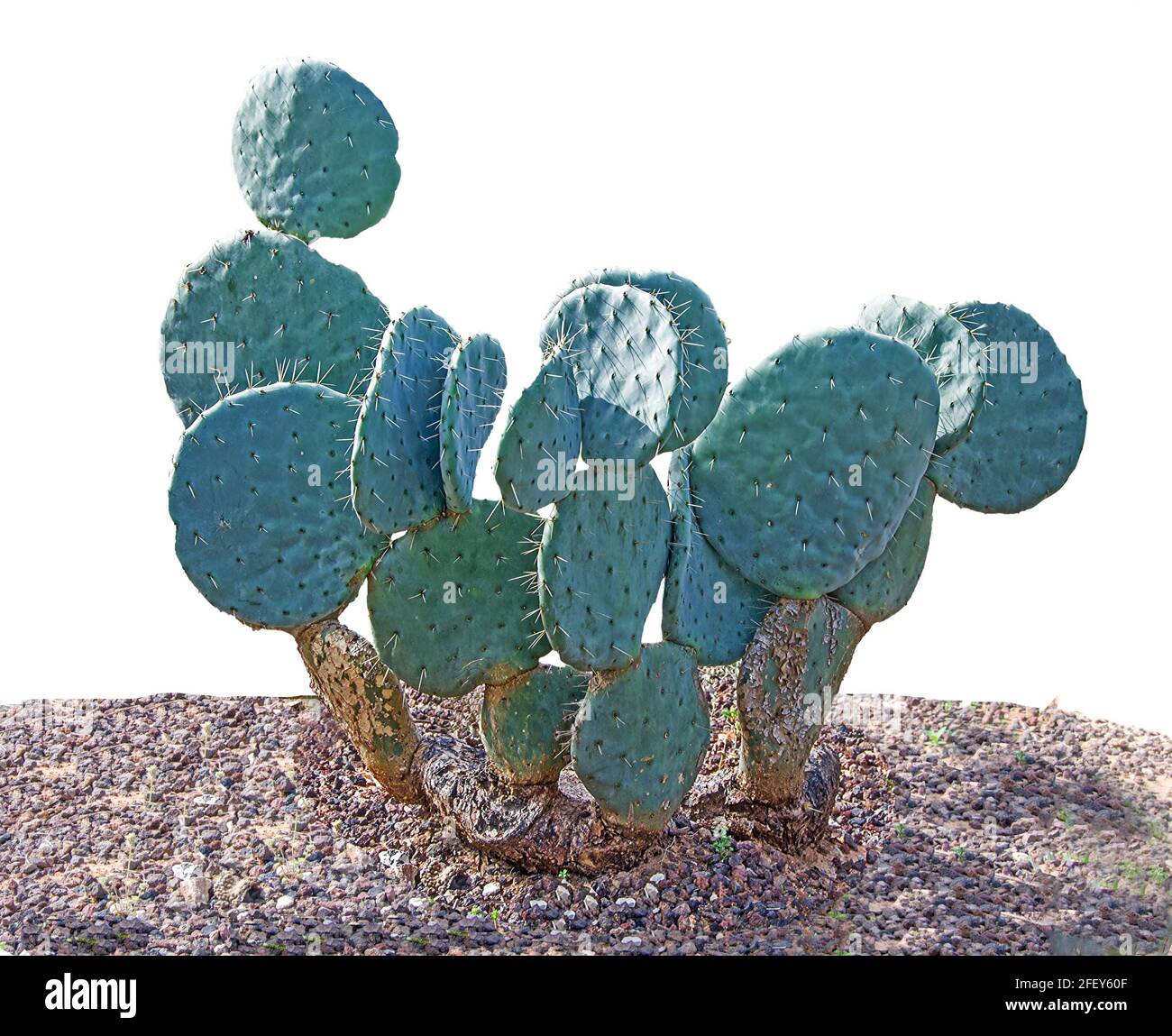 Cactus isolated on white background Stock Photo - Alamy