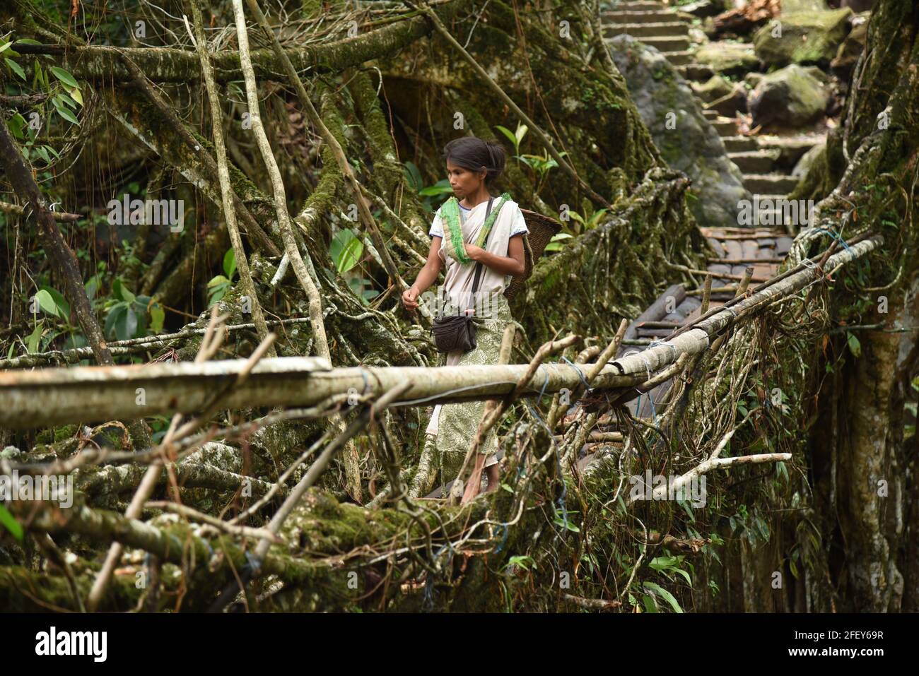 A villager walking on the double decker living root bridge, in Nongriat ...