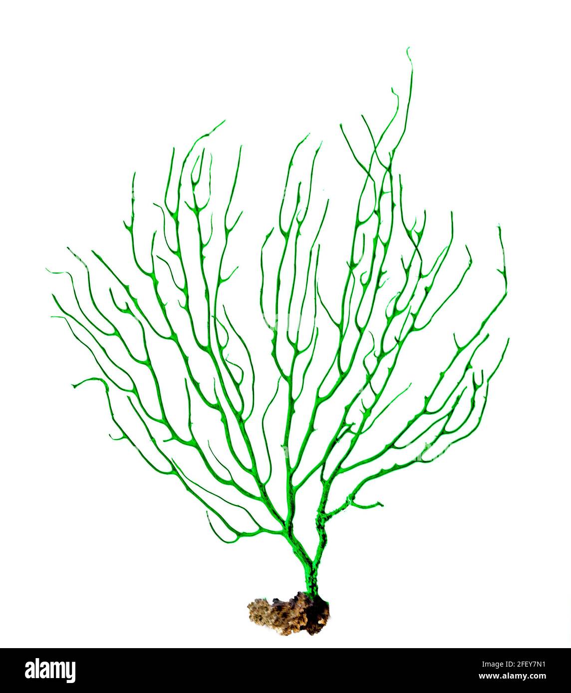 Dry algae isolated on white background Stock Photo - Alamy