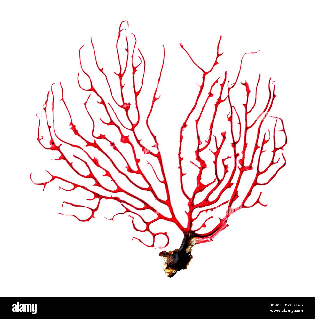 Dry algae isolated on white background Stock Photo - Alamy