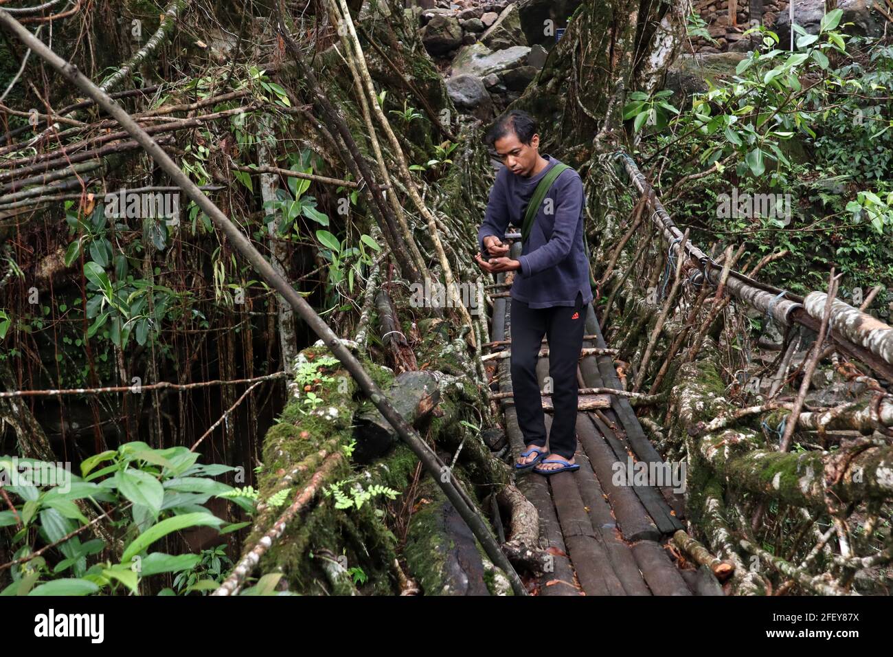 Villagers busy in maintanance work of the double decker living root ...