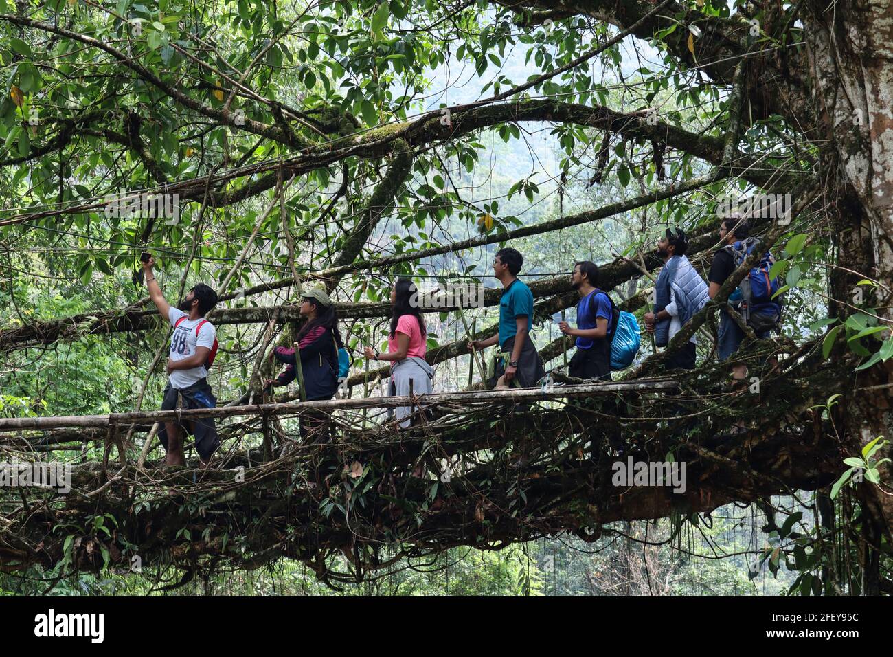 The root bridges of cherrapunji hi-res stock photography and images - Alamy
