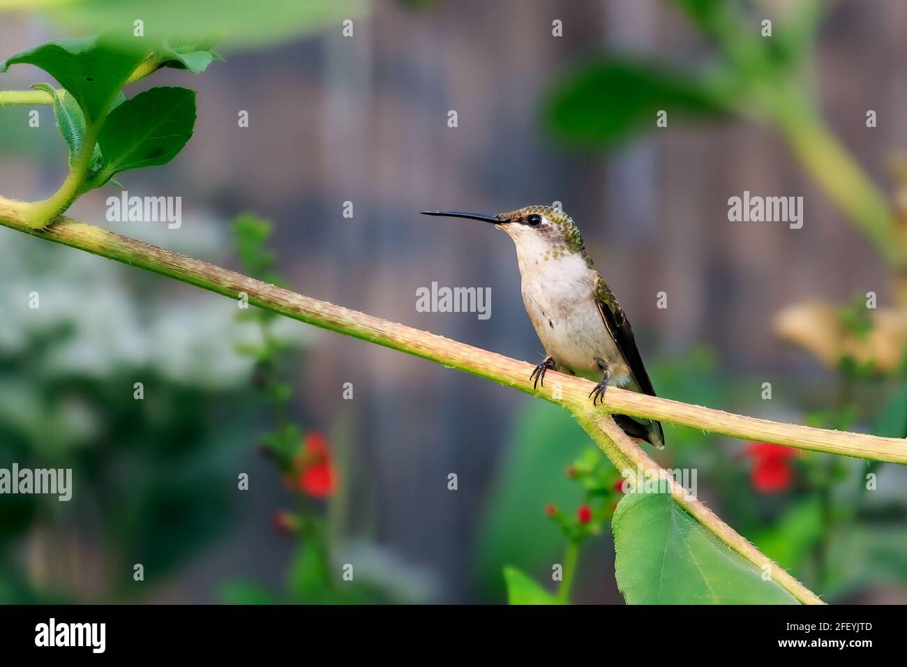 Female blue throated hummingbird hi-res stock photography and images ...