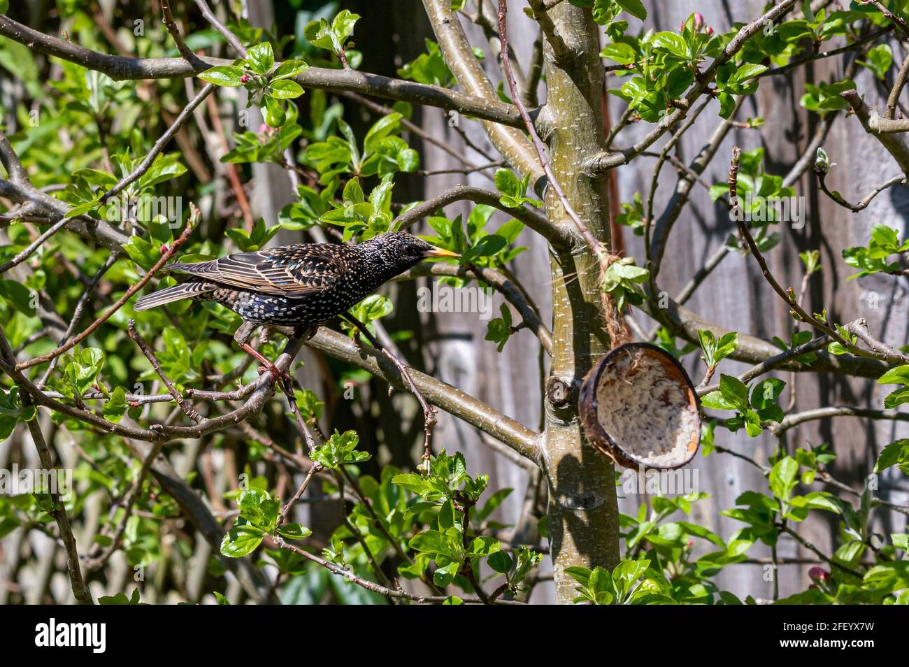 Female starling perched on apple tree branch near suet feeder Stock ...