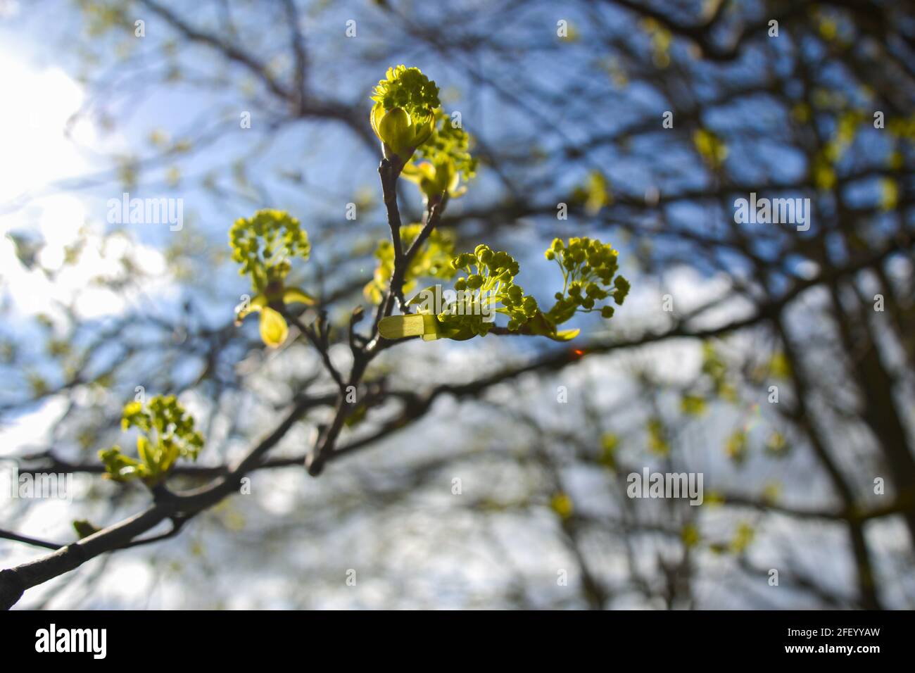 Tree buds in spring. Young large buds on branches against blurred ...