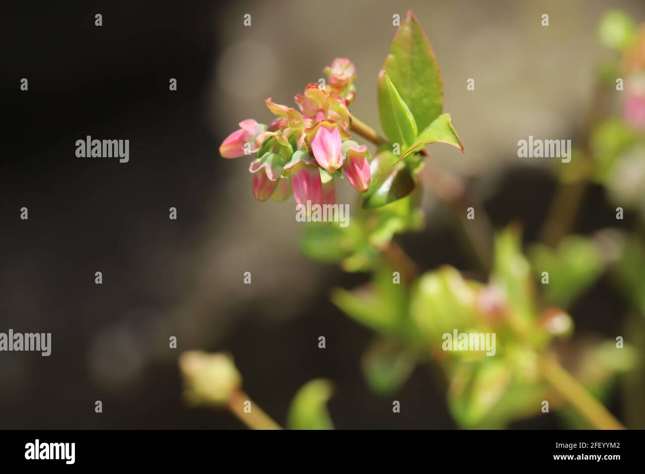 Blueberry buds of a plant Stock Photo - Alamy