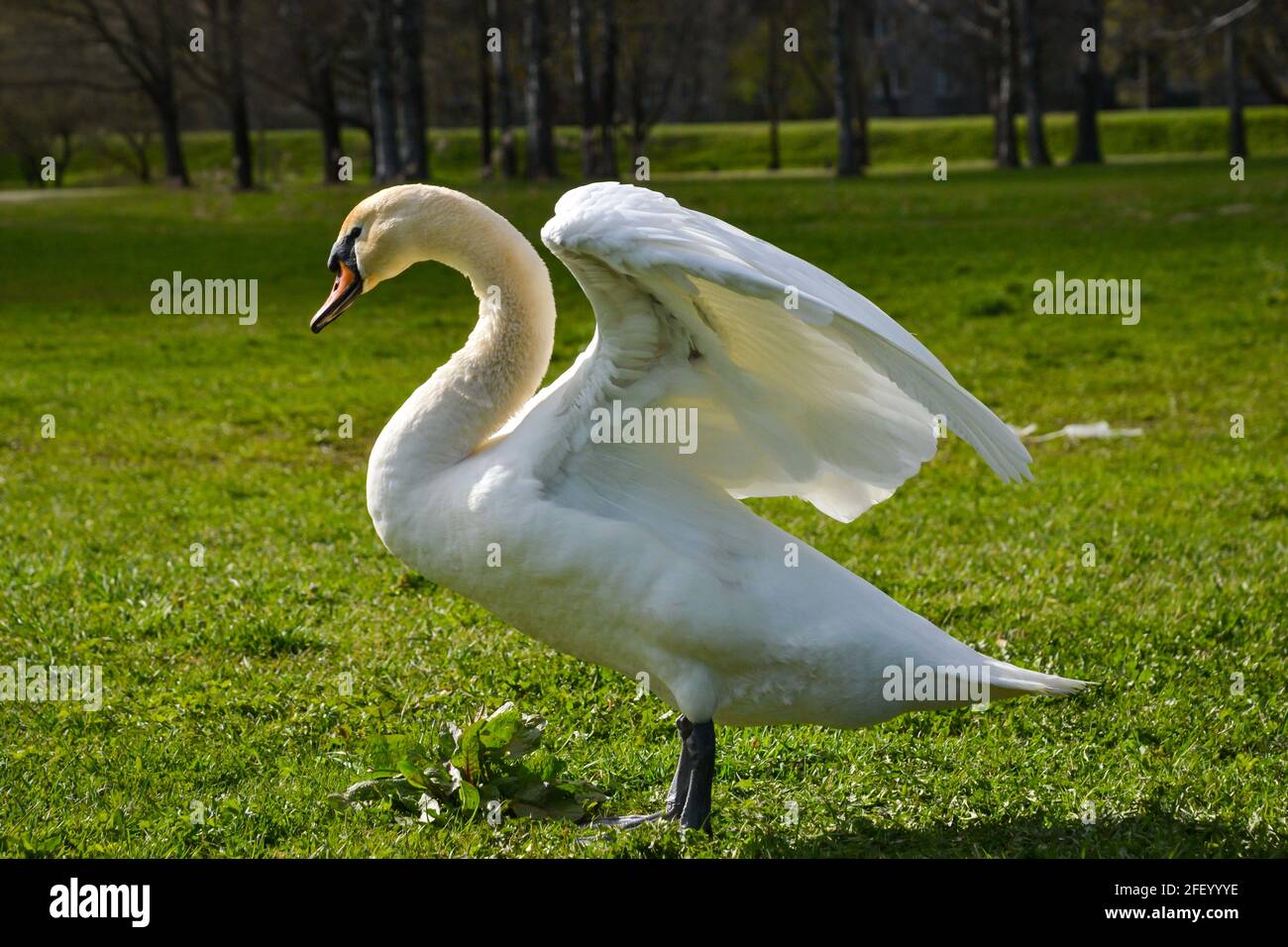 White swan portrait close-up in the park with a blurred background of ...