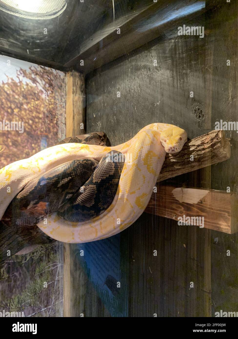 Vertical shot of two different pythons in a clear cage Stock Photo - Alamy