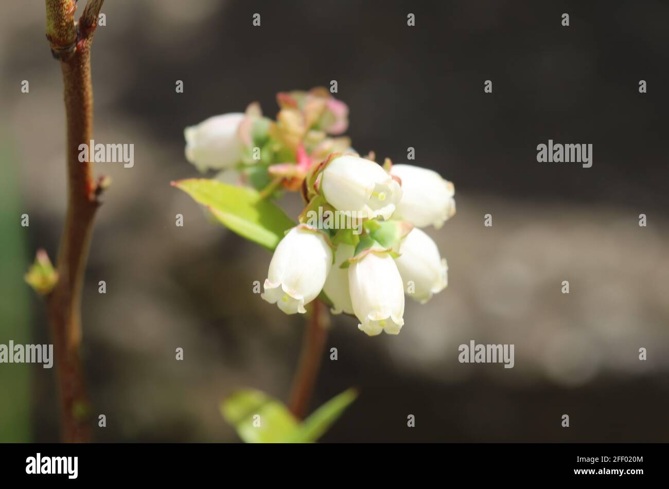 Blueberry buds of a plant Stock Photo - Alamy
