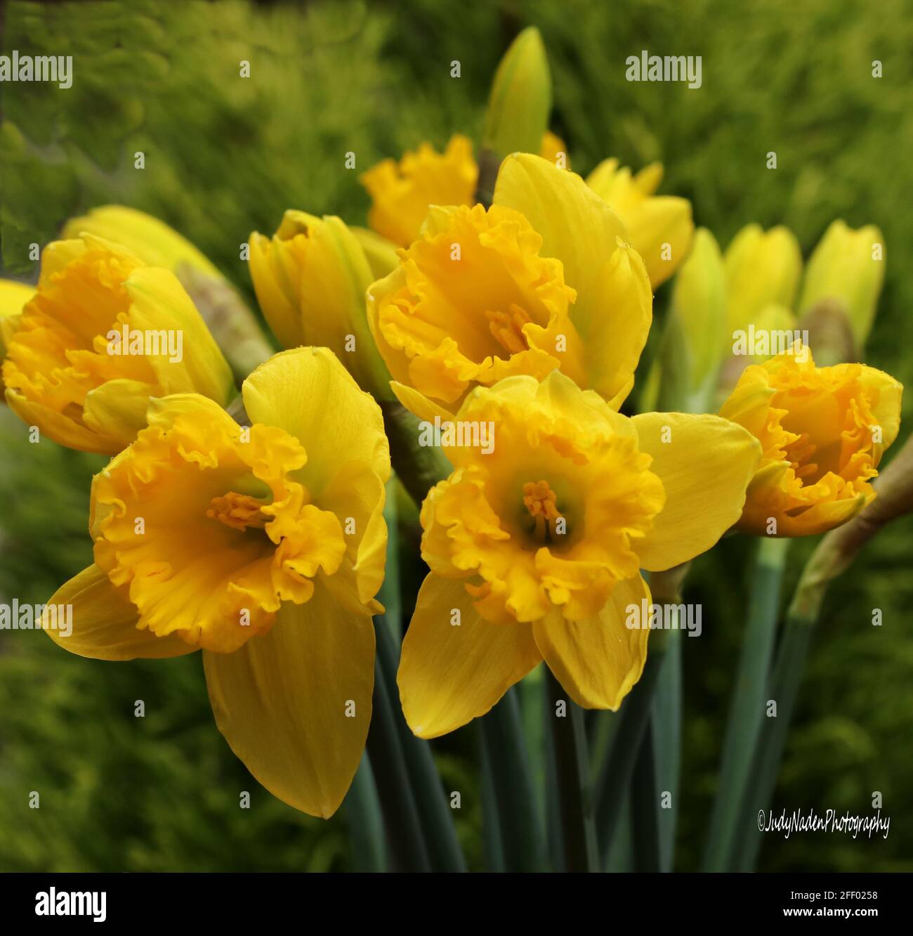 An Image Of A Bunch Of Yellow Daffodils In The Spring Stock Photo - Alamy