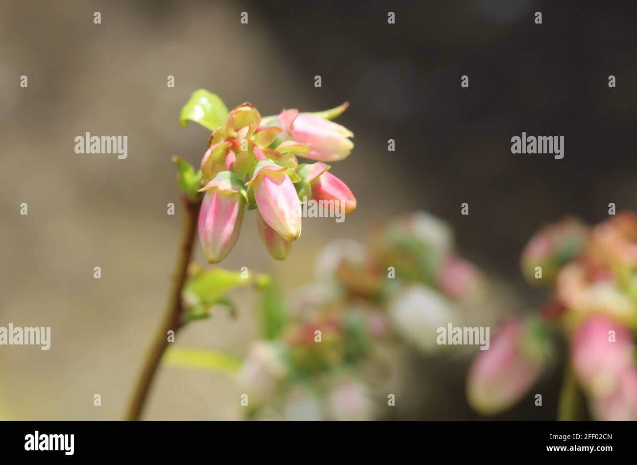 Blueberry buds of a plant Stock Photo - Alamy