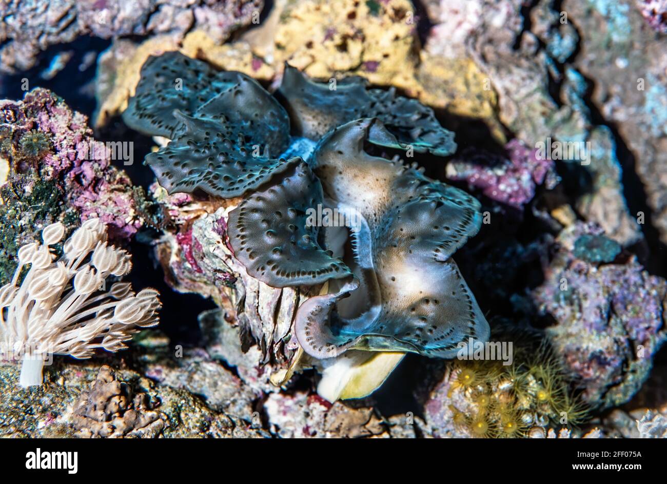 Zooxanthellae Coral High Resolution Stock Photography and Images - Alamy