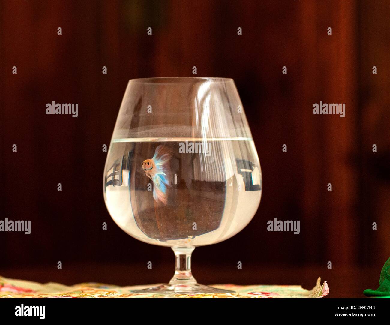 Beta fish hi-res stock photography and images - Alamy