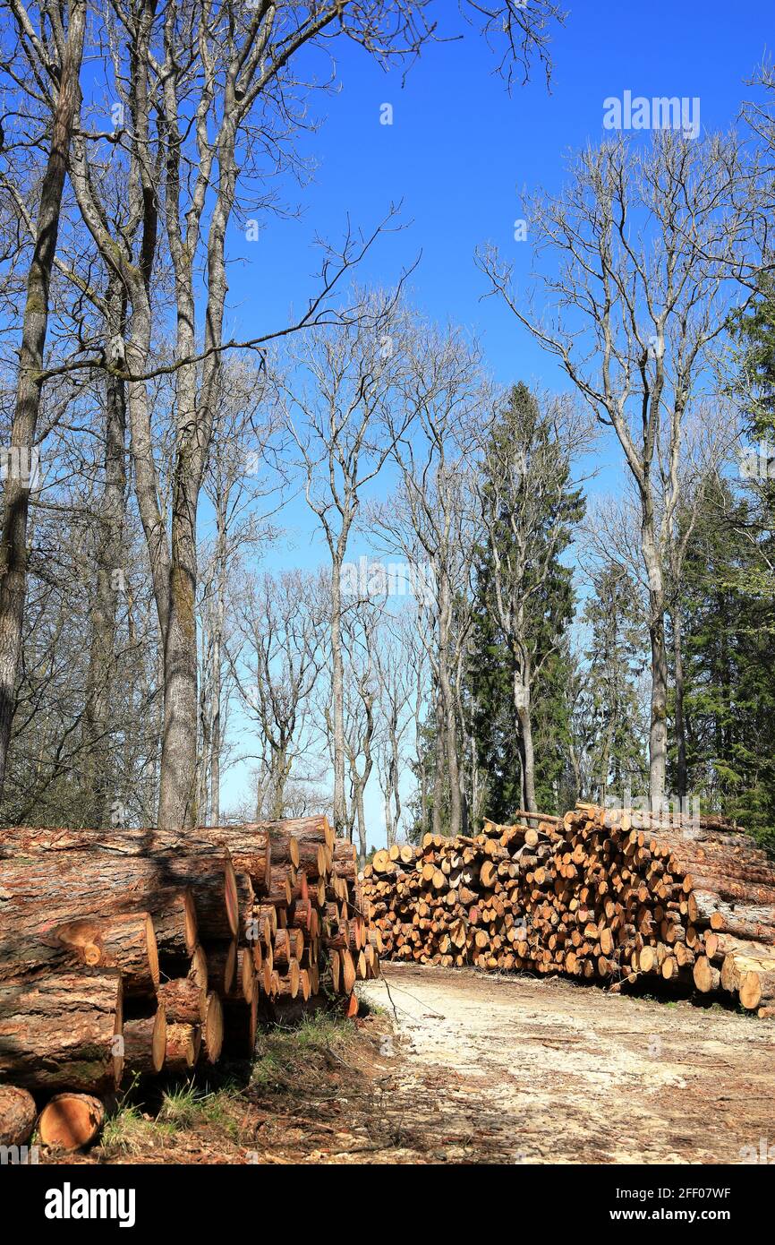 Stacks of timber after tree felling in a small UK wood Stock Photo - Alamy