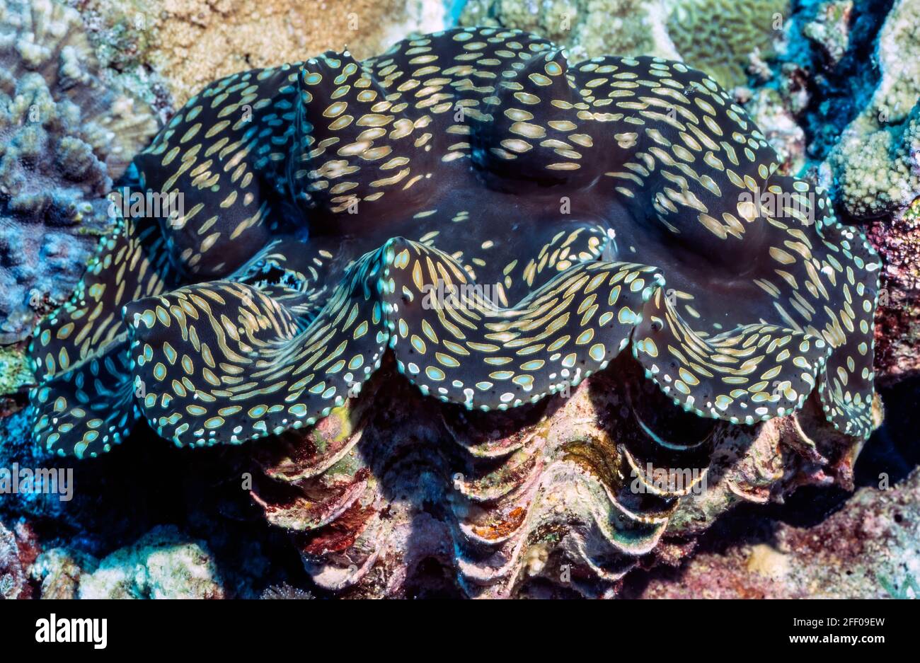 Shell Of Tridacna Gigas High Resolution Stock Photography and Images ...