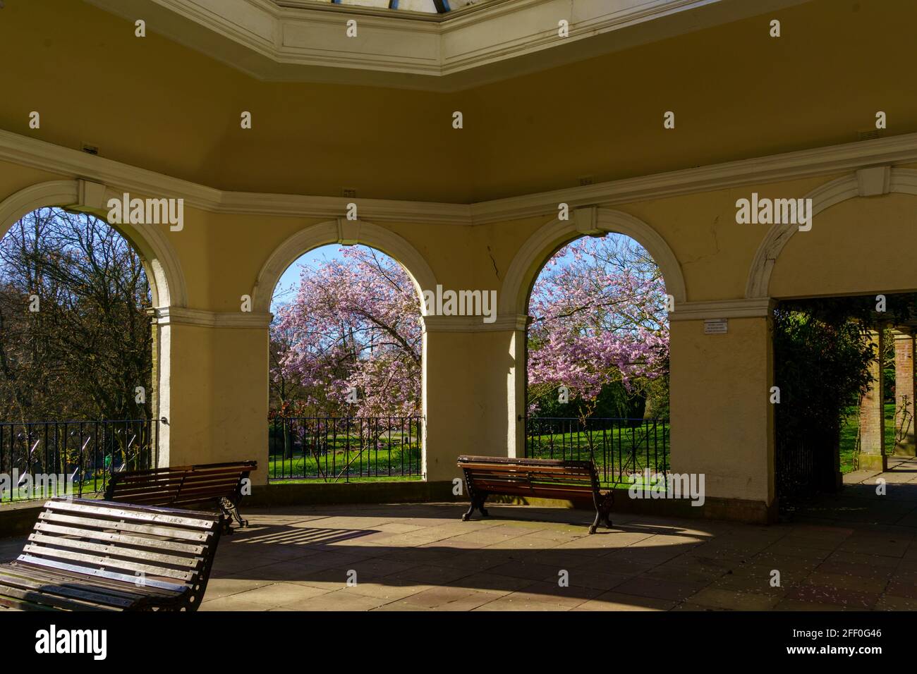 Pink Cherry Blossoms in Full Bloom in Valley Gardens, Harrogate, Seen ...