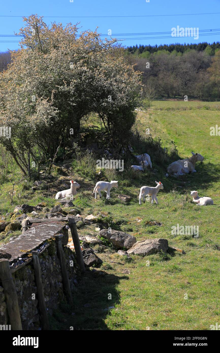 Sheep and lambs in the English countryside in spring time Stock Photo ...