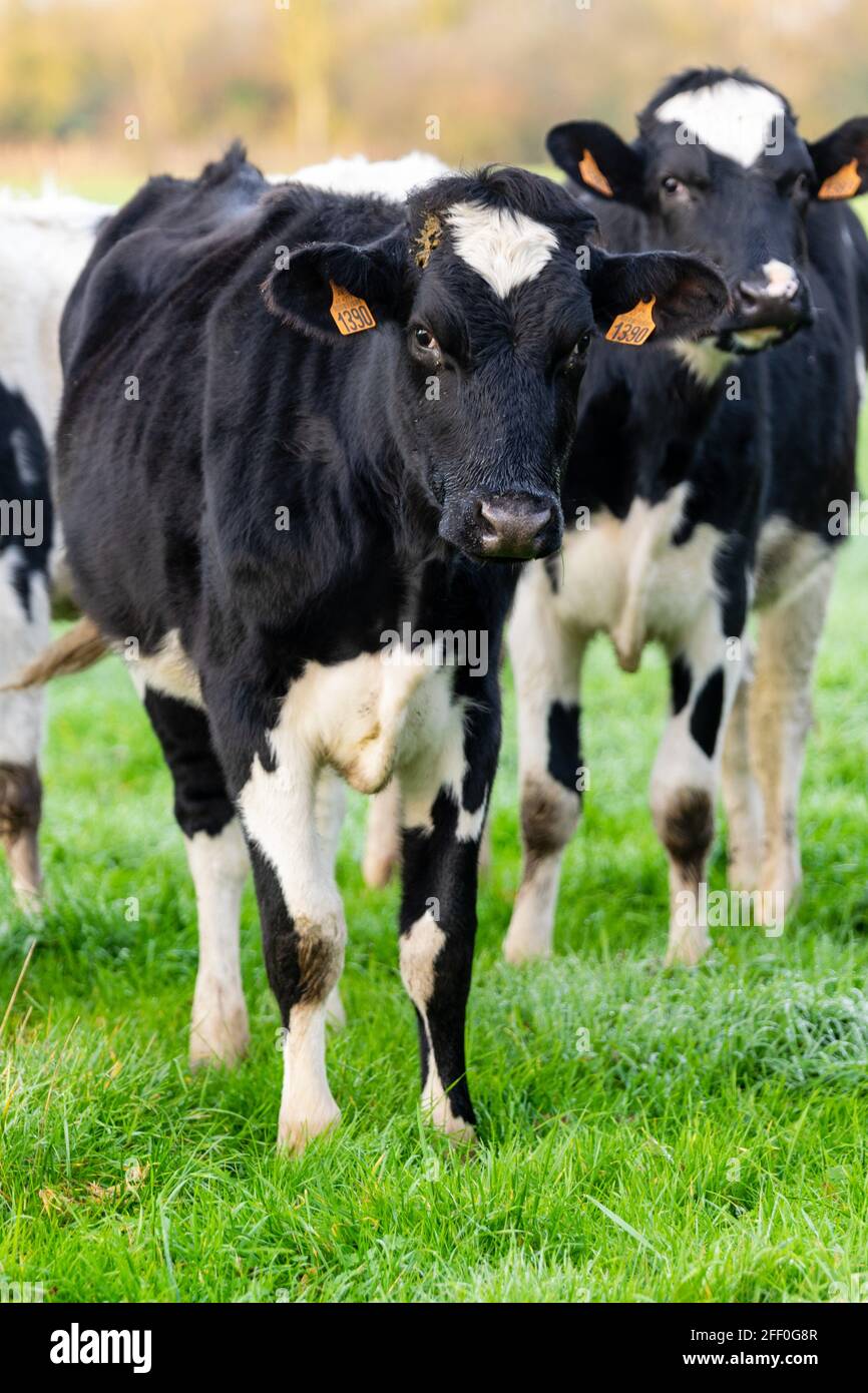 portrait of holstein cow in pasture Stock Photo - Alamy