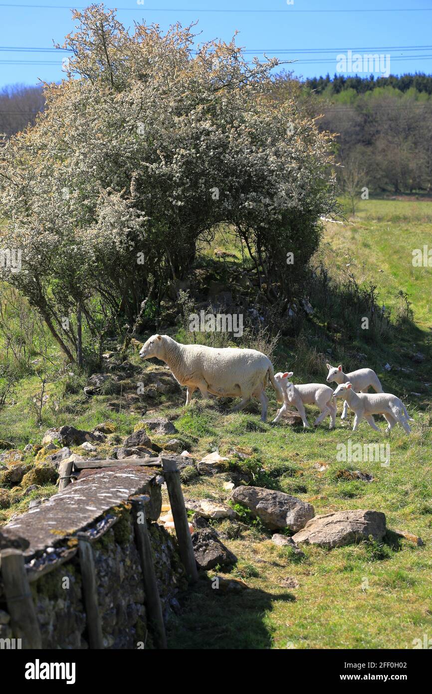 Sheep and lambs in the English countryside in spring time Stock Photo ...