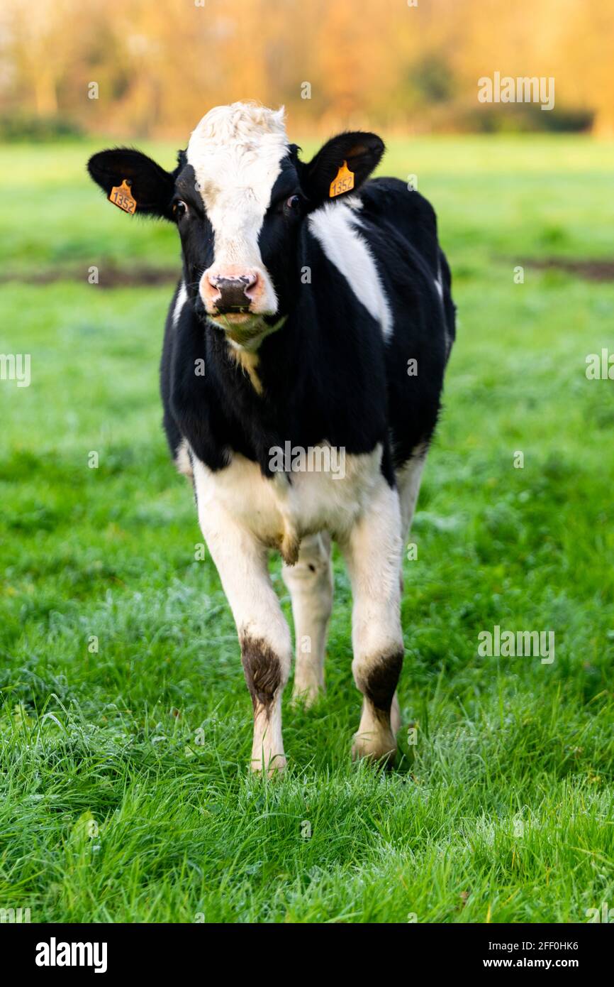 portrait of holstein cow in pasture Stock Photo - Alamy