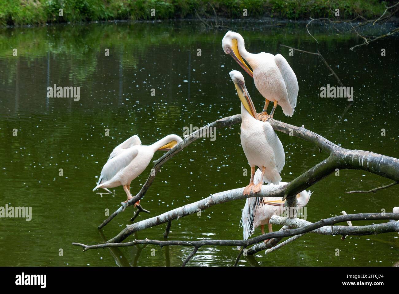 pelicans on the branch near water. birds cleaning their feathers Stock ...