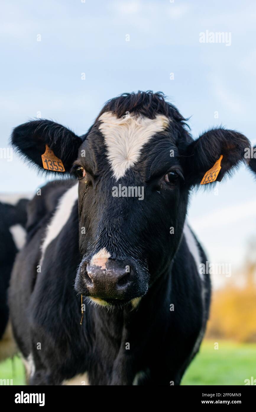 portrait of holstein cow in pasture Stock Photo - Alamy