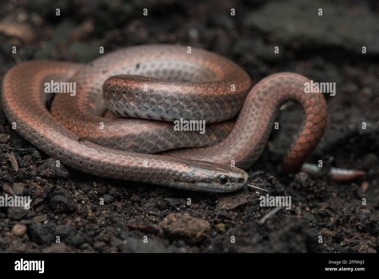 A small sharp tailed snake (Contia tenuis) from the North Bay area of ...