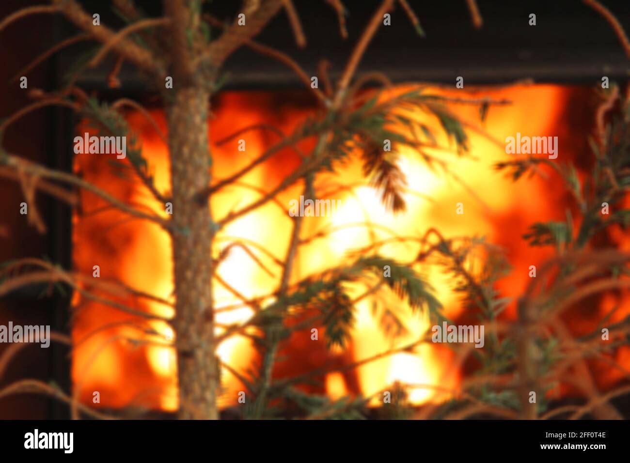 Photo without focus. Tree on fire background Stock Photo - Alamy