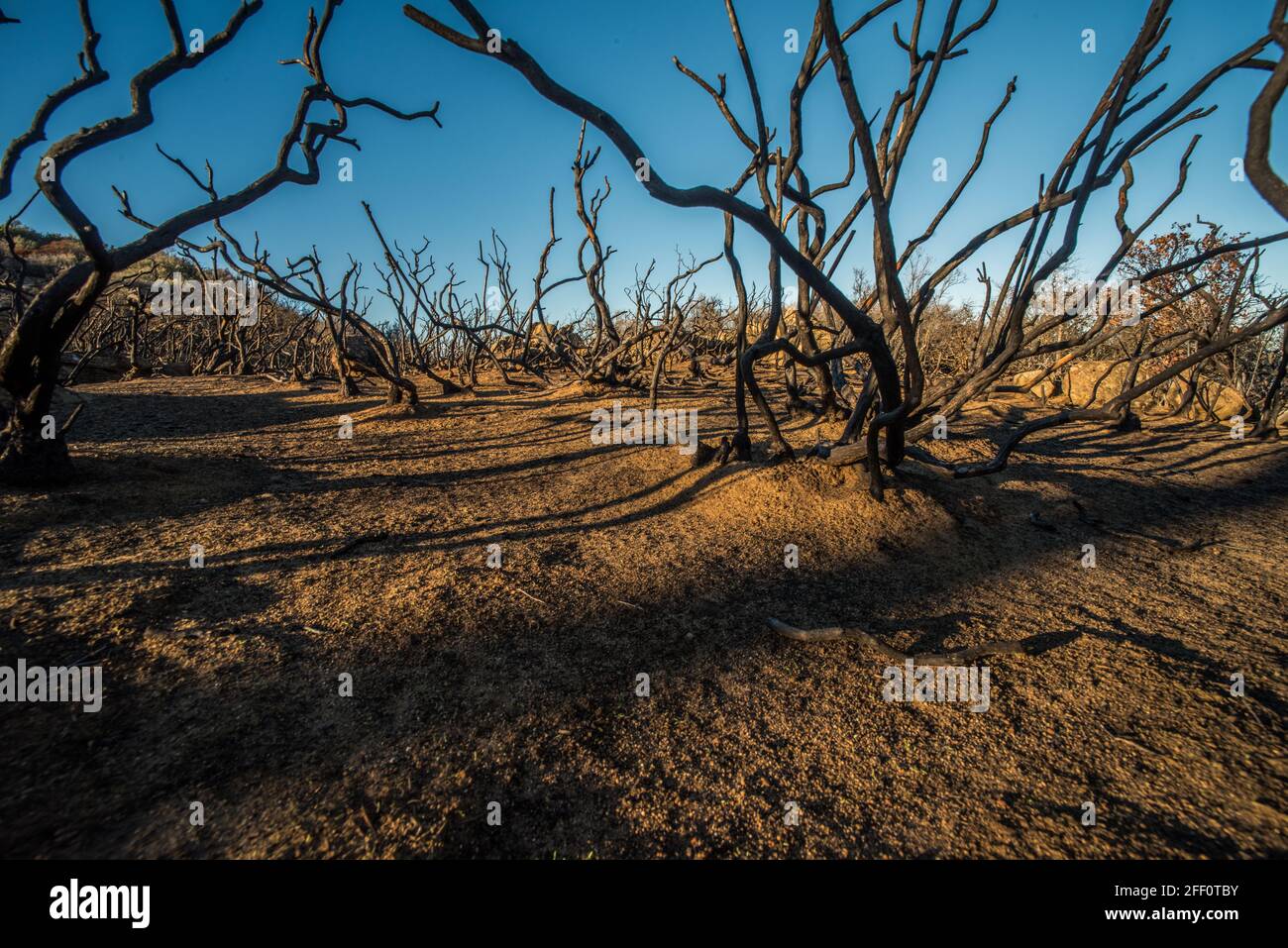 Large swathes of landscape have had all living vegetation burned away ...