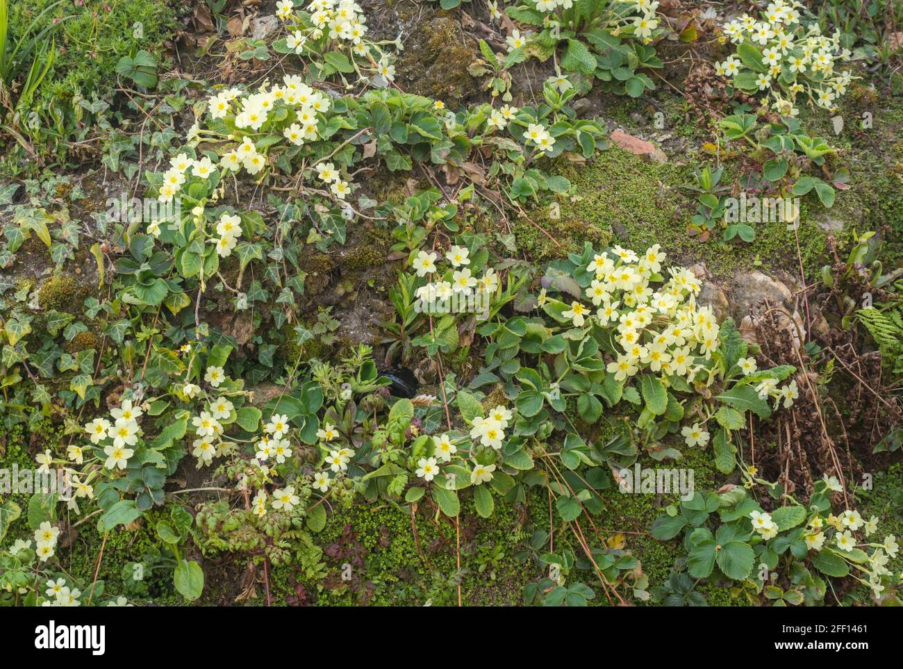 Primevere vulgaire hi-res stock photography and images - Alamy