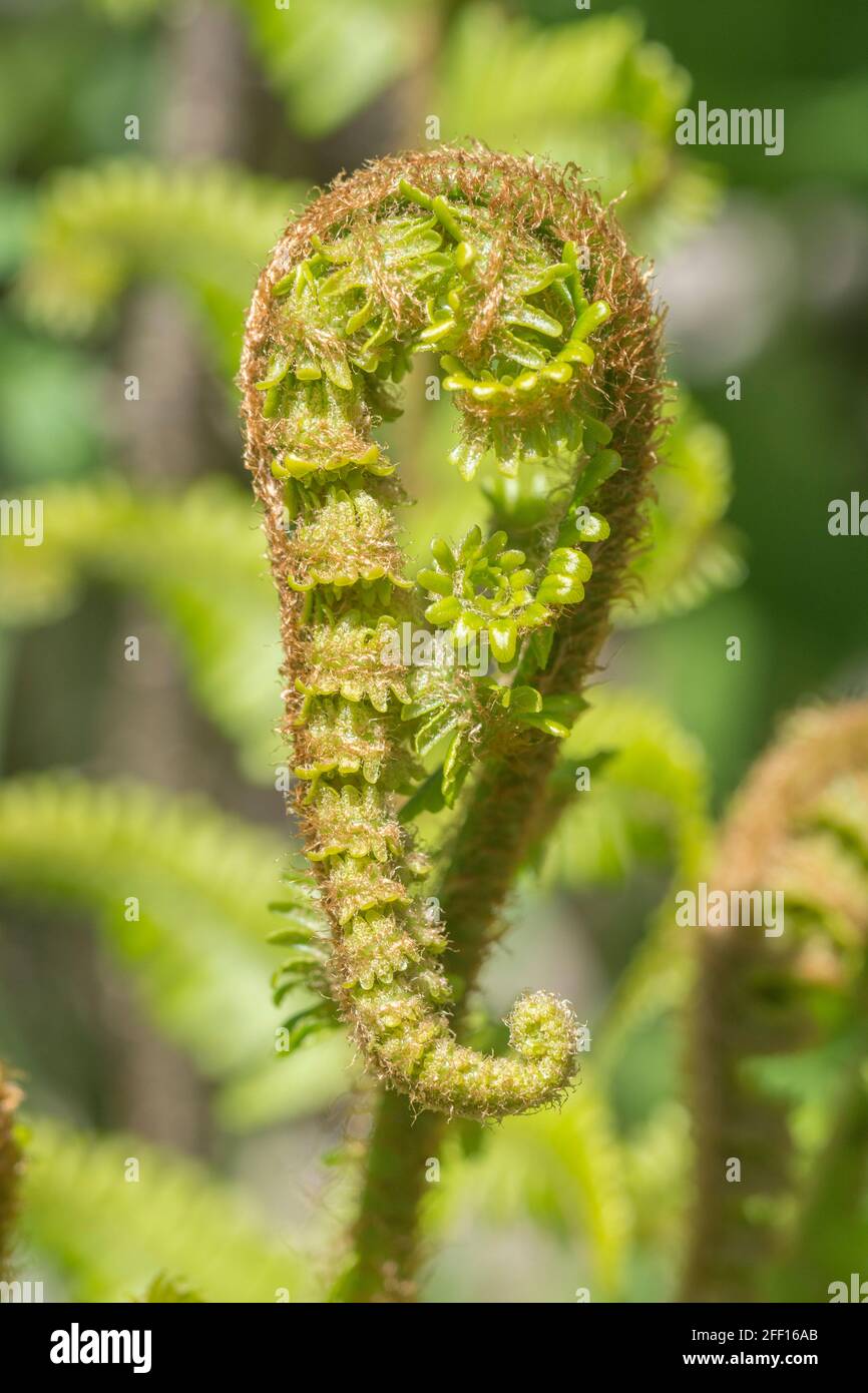 Curly ferns hi-res stock photography and images - Alamy