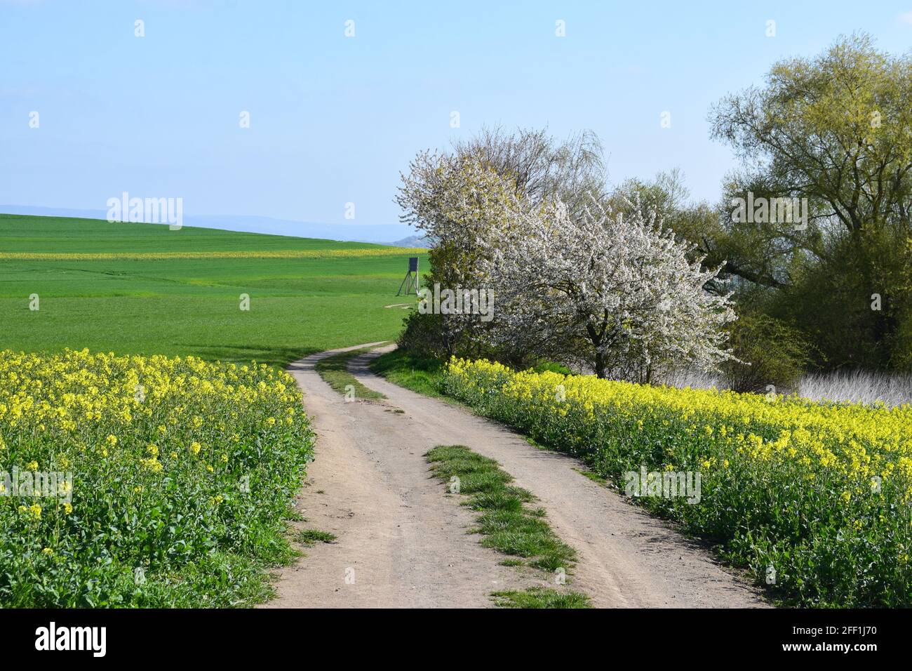 dirt road along yellow fields Stock Photo - Alamy