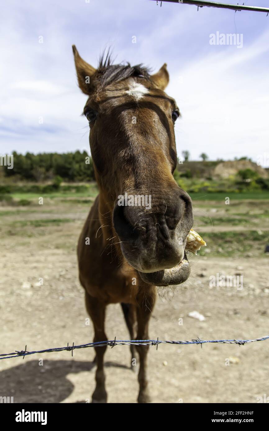 Funny horses in stable, wild mammals, equestrian Stock Photo - Alamy